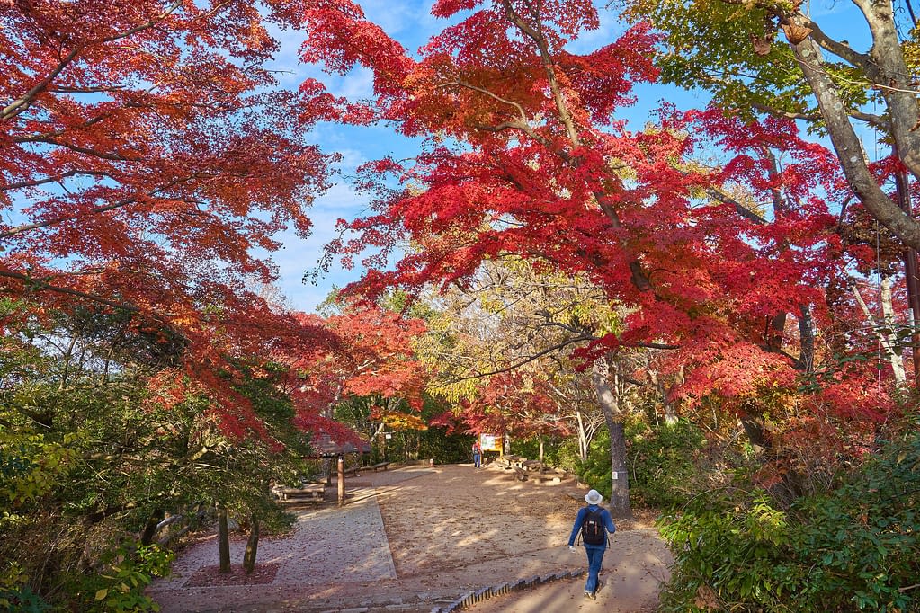Top 10 Spots to See Autumn Leaves in Japan | Best Fall Foliage