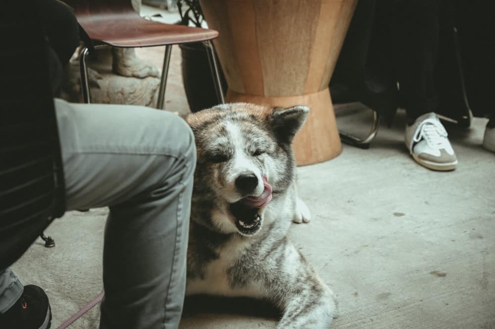 11 Guilt-Free Animal Cafés in Japan & Tokyo | 2022 Guide