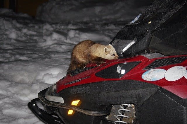 Native & Wild Animals that Live in Japan [Wildlife Guide] | Interac Network