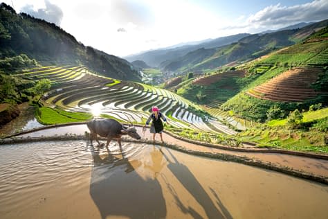 Japanese Zodiac Signs: Each Animal and What It Means