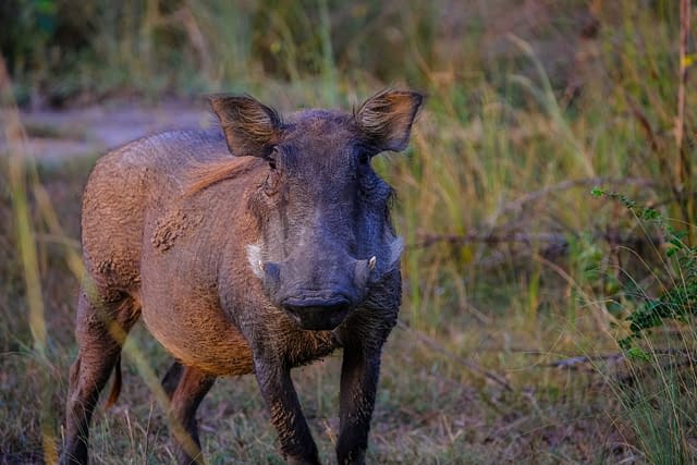 Japanese Zodiac Signs: Each Animal and What It Means