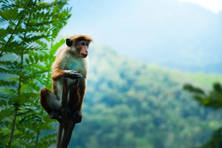 Japanese Zodiac Signs: Each Animal and What It Means